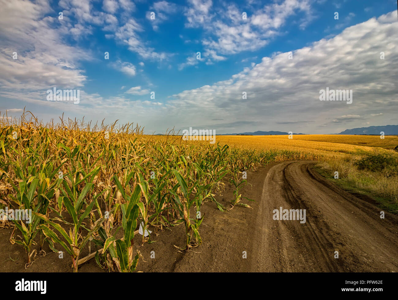 Landscape corn field cloud hi-res stock photography and images - Alamy
