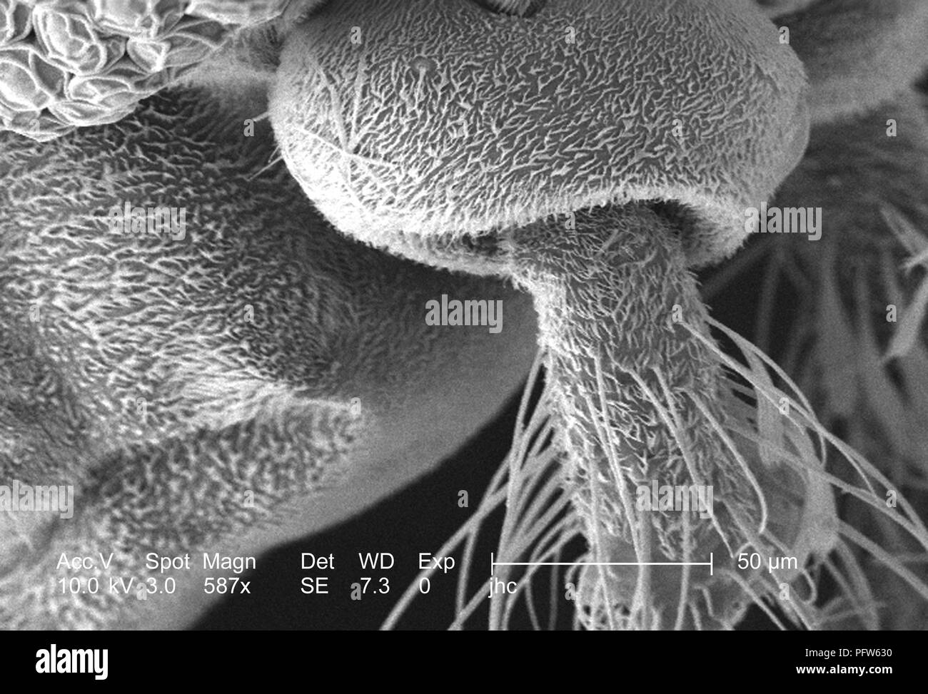 Image courtesy cdc dr hi-res stock photography and images - Alamy