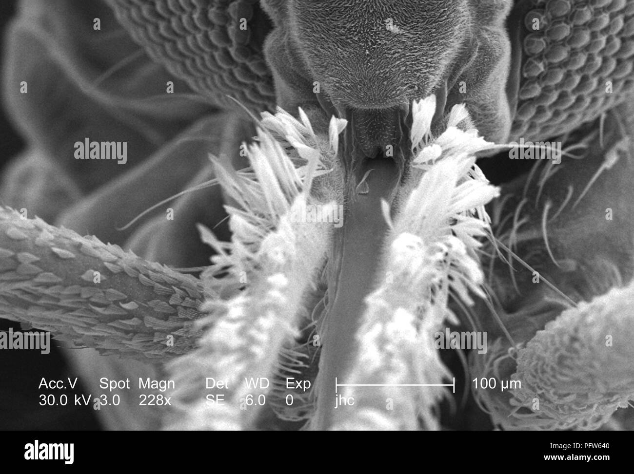 Morphologic features on the exoskeletal surface of an Anopheles gambiae ...