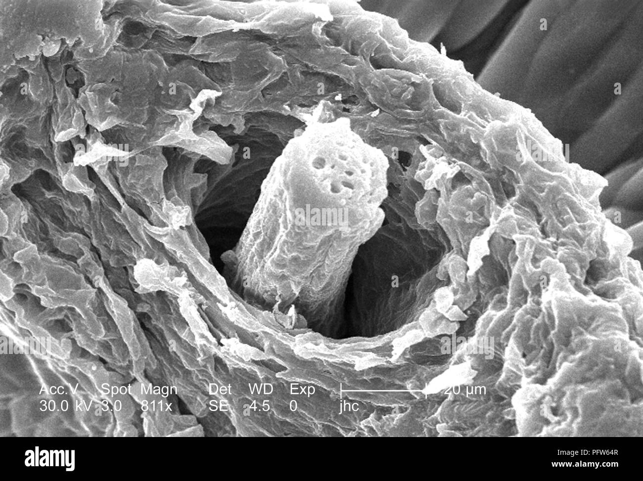 Morphologic surface characteristics of a 'dandelion clock' from a ...
