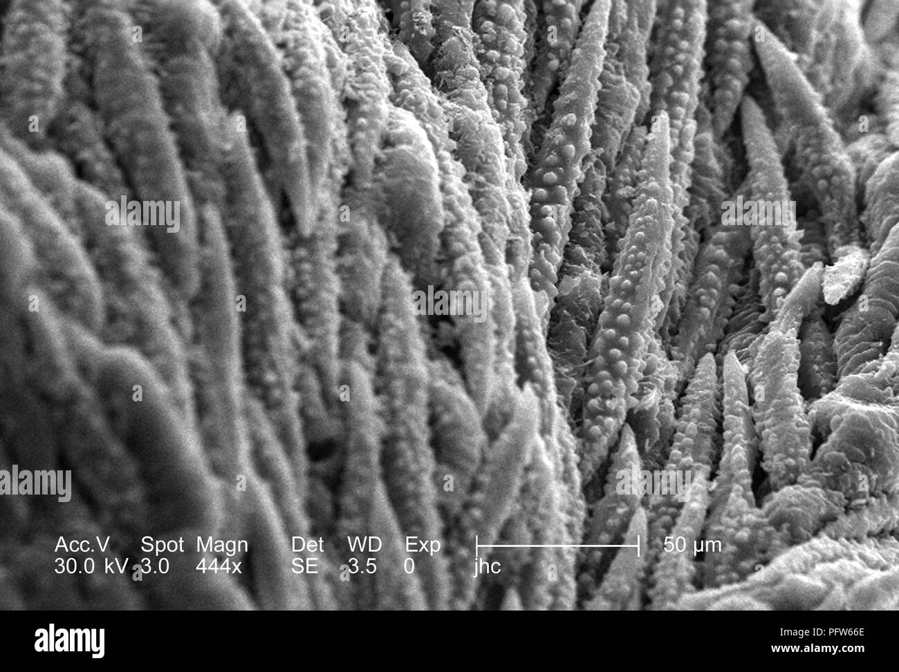 Morphologic ultrastructural surface hi-res stock photography and images ...