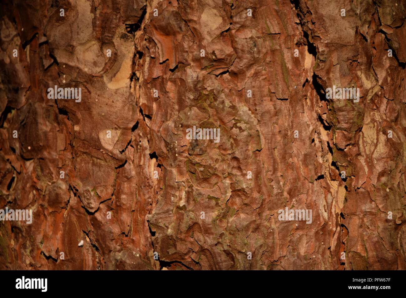 Tree photography macro hi-res stock photography and images - Alamy