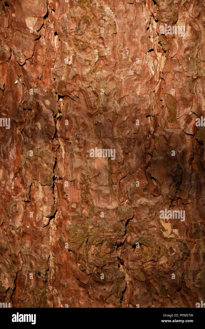 Pine tree bark texture macro photography Stock Photo - Alamy
