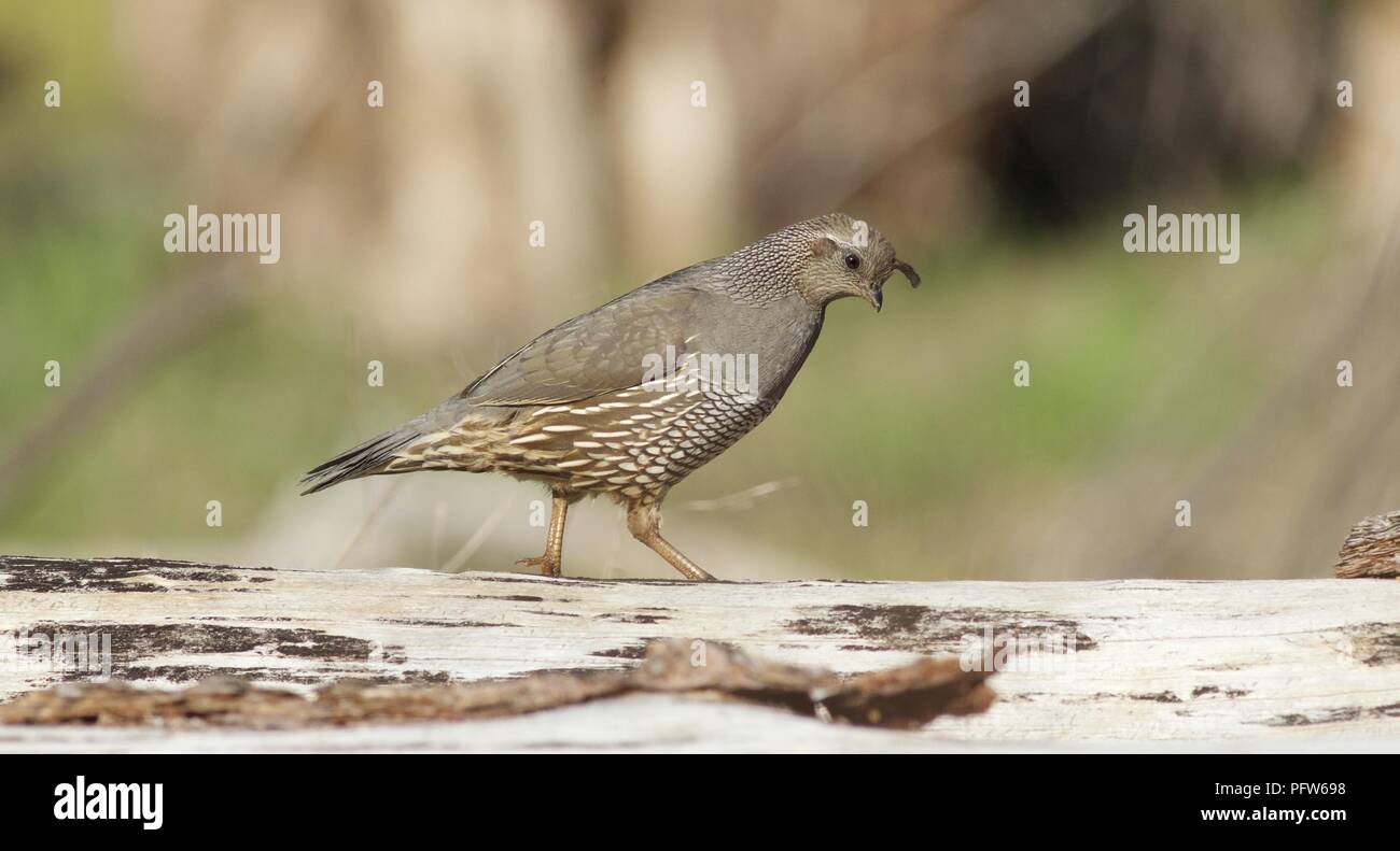 Female California Quail (Callipepla californica) walking along fallen ...