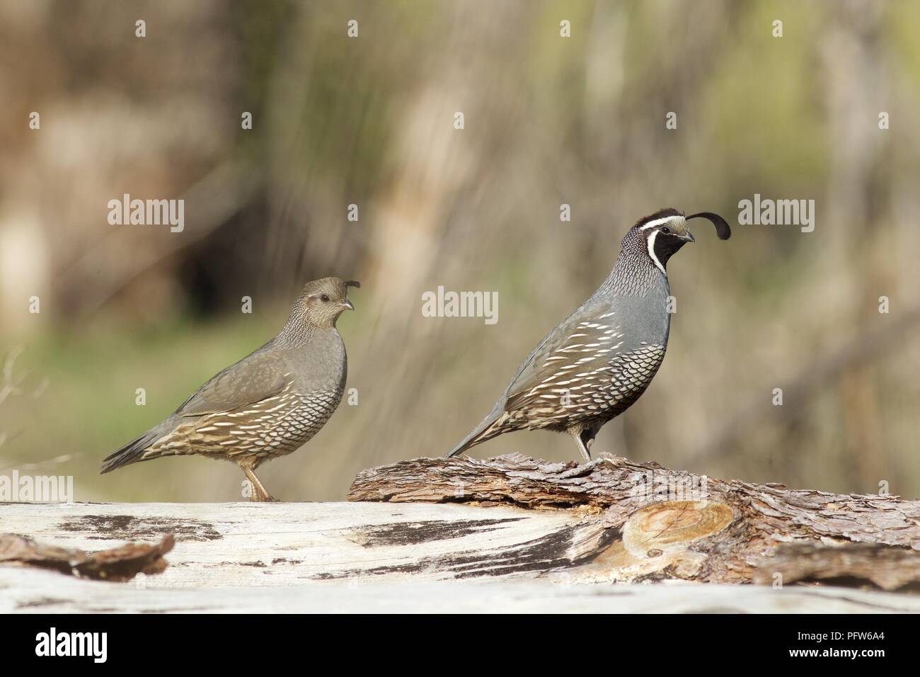 Quail male and female hi-res stock photography and images - Alamy