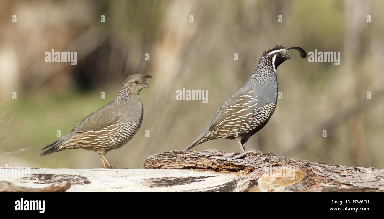 Male and Female California Quail (Callipepla californica) walking along ...