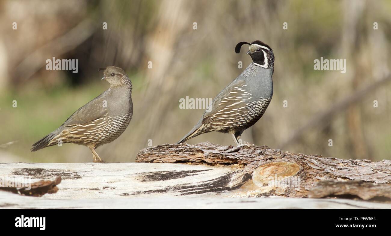 Male and Female California Quail (Callipepla californica) walking along ...
