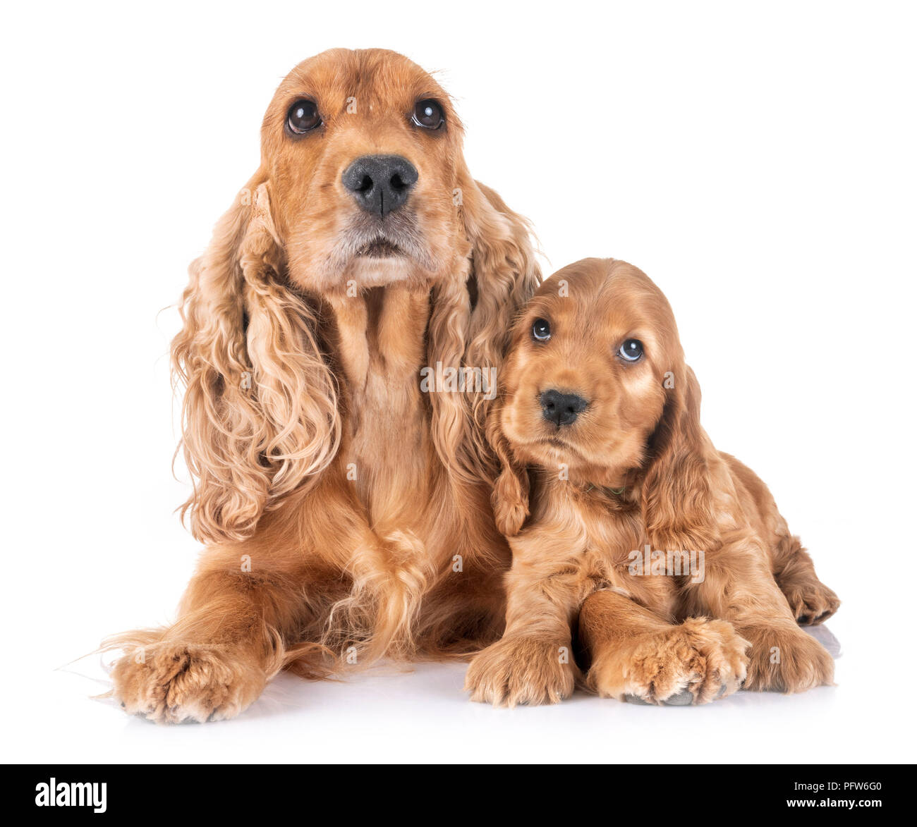 puppy cocker spaniel and mother in front of white background Stock ...