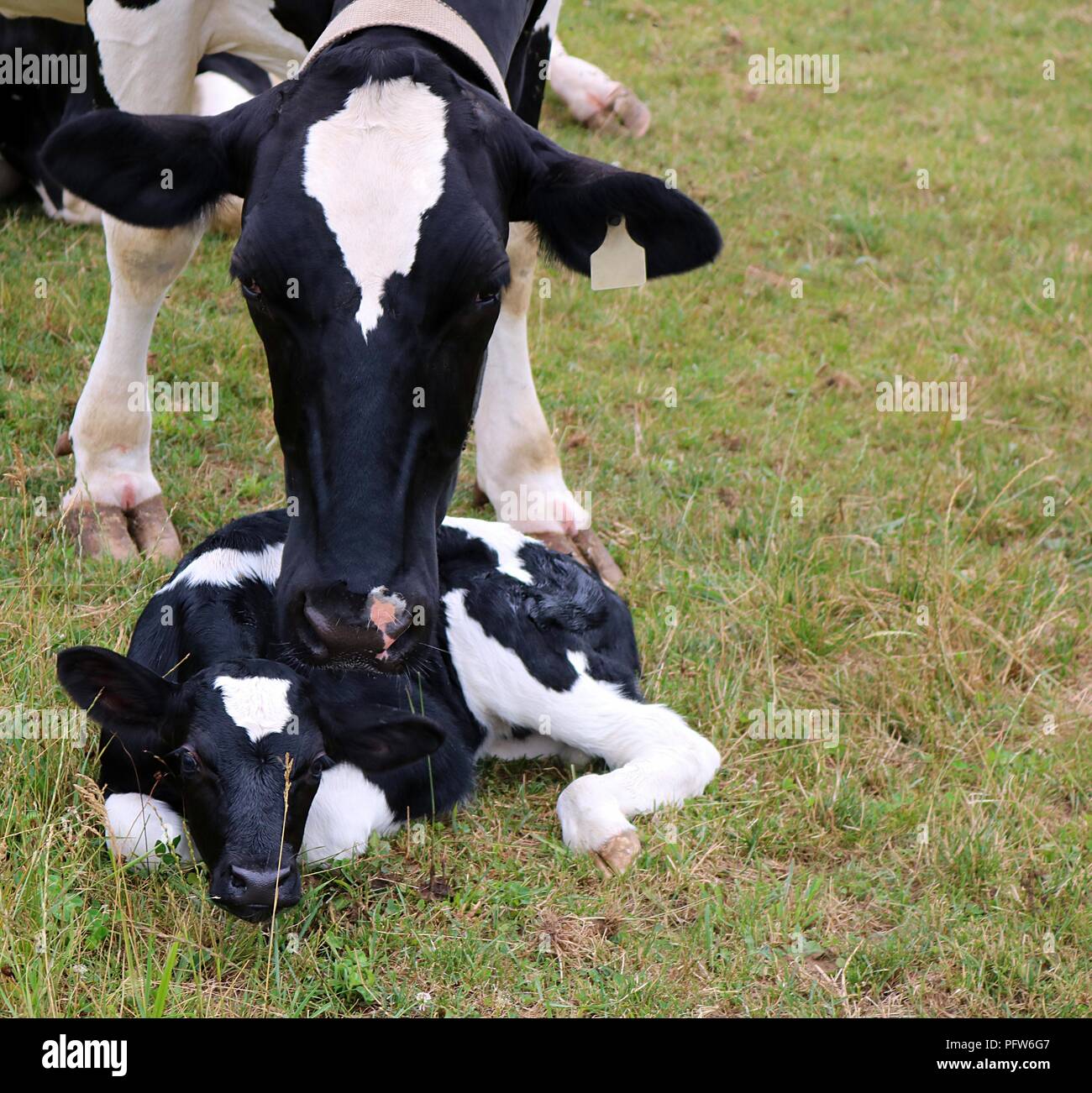 Cow Guard High Resolution Stock Photography and Images - Alamy
