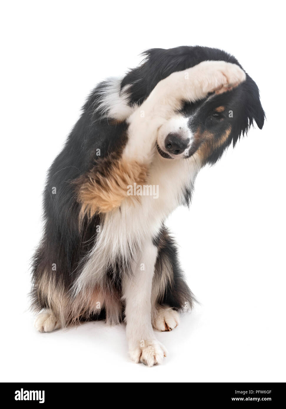 australian shepherd in front of white background Stock Photo - Alamy
