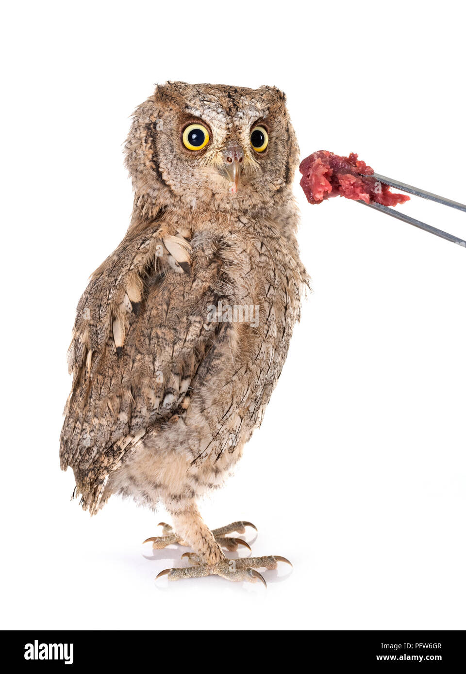 Eurasian scops owl in front of white background Stock Photo - Alamy
