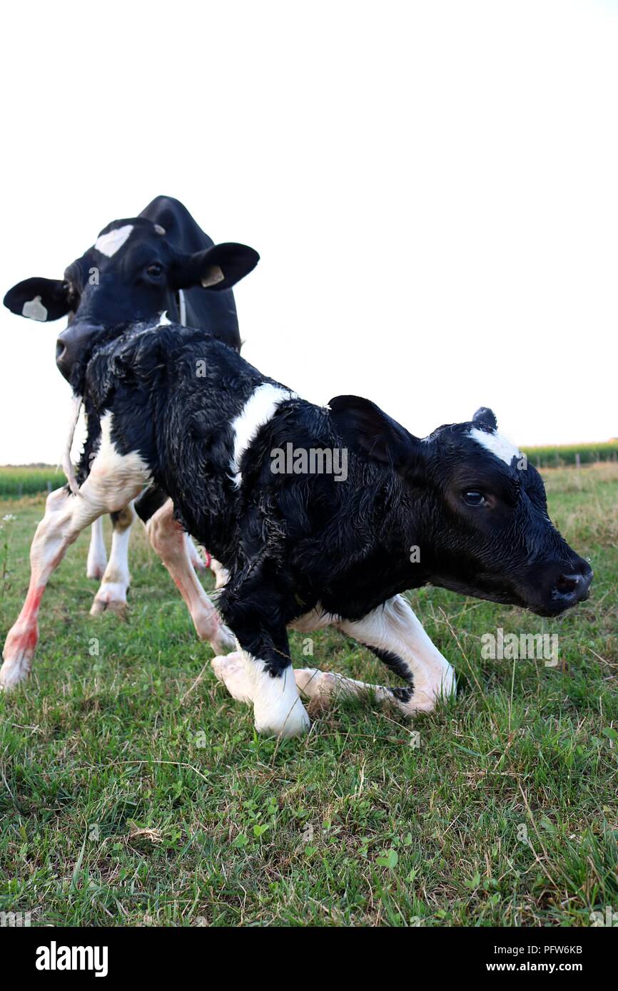 Holstein Cow Newborn Calf Stock Photos & Holstein Cow Newborn Calf ...