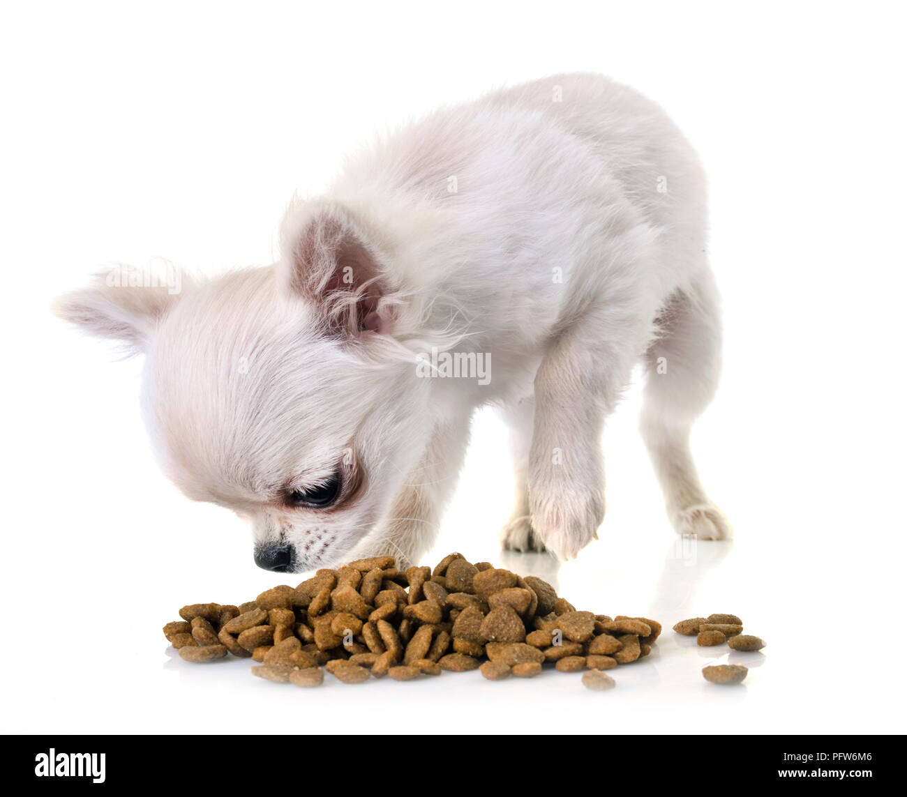 puppy chihuahua eating in front of white background Stock Photo - Alamy
