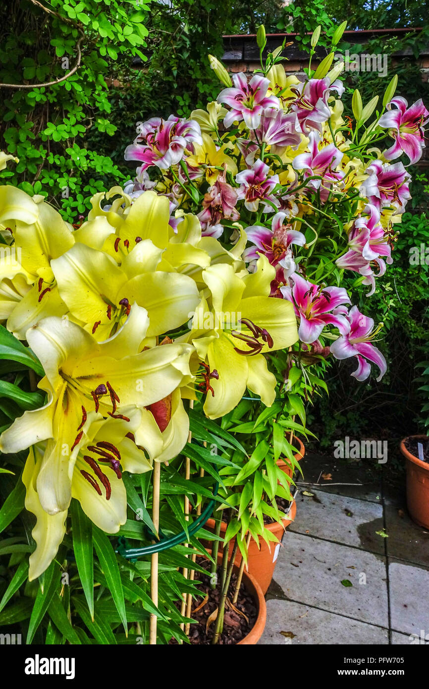 Oriental lily, Lilium " Lesotho ", Oriental lilies, Lilium oriental pot ...