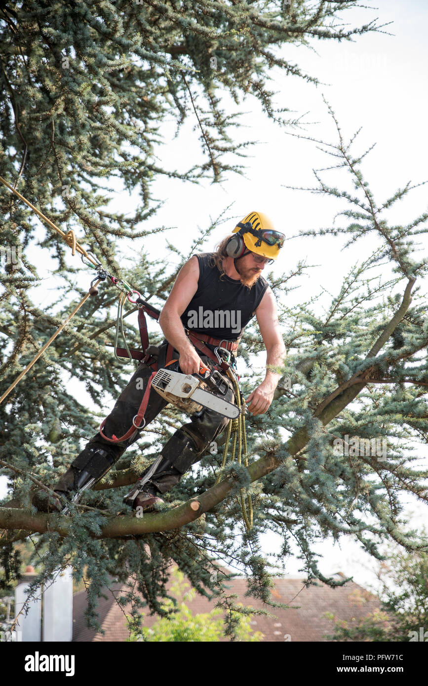Male Tree Surgeon using a chainsaw roped to a tree Stock Photo - Alamy