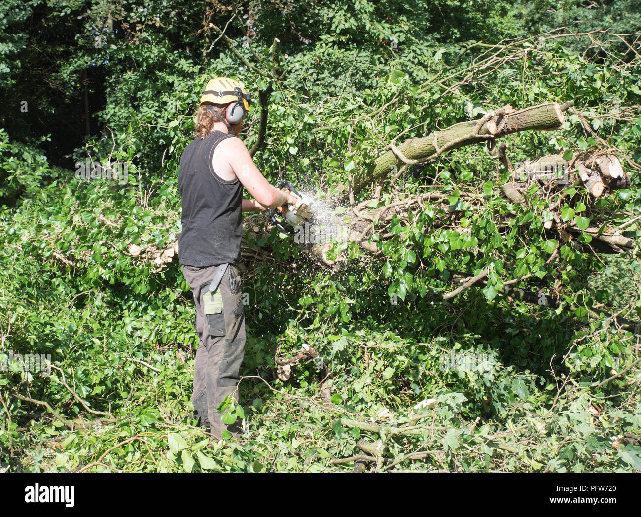 Male Tree Surgeon using a chainsaw Stock Photo - Alamy