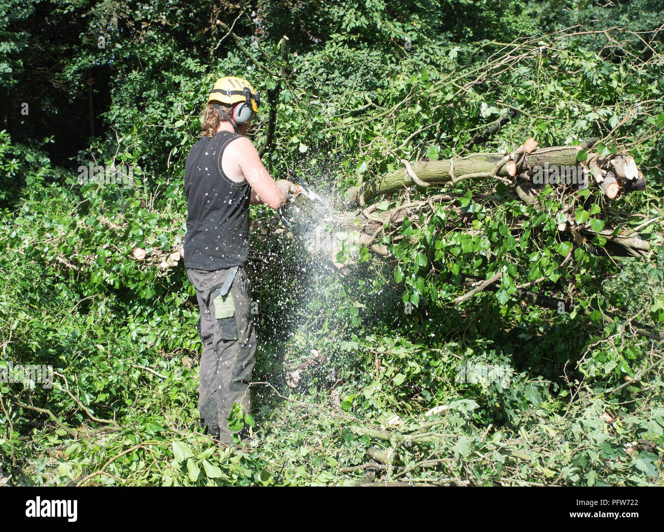 Male Tree Surgeon using a chainsaw Stock Photo - Alamy