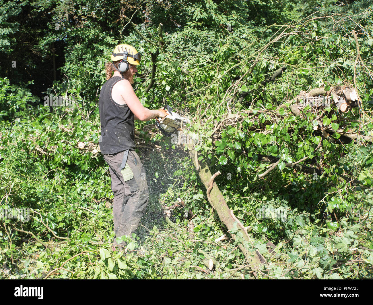 Male Tree Surgeon using a chainsaw Stock Photo - Alamy