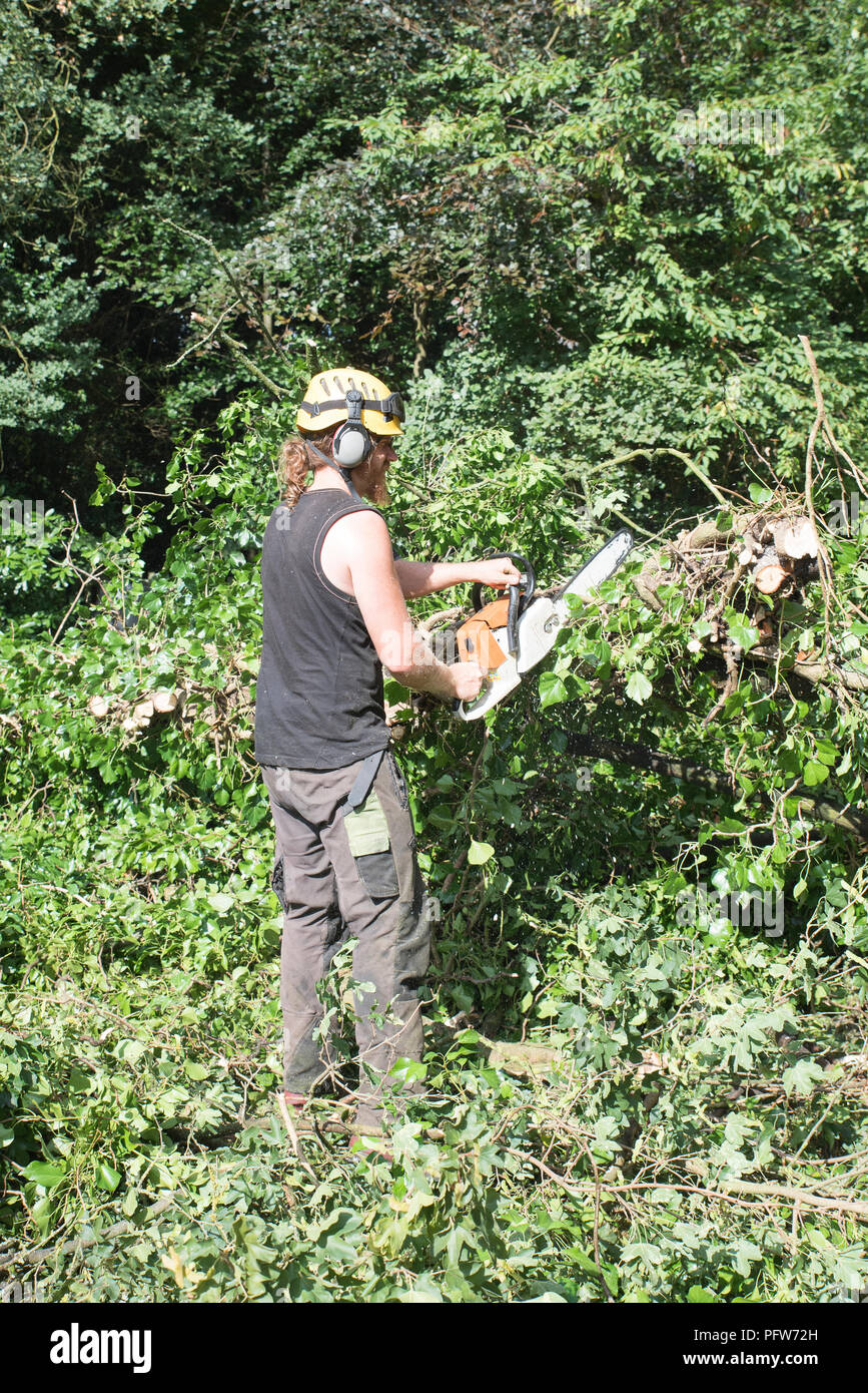Male Tree Surgeon using a chainsaw Stock Photo - Alamy