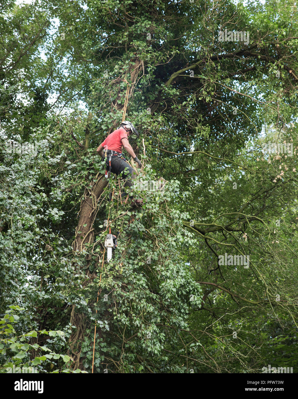Male Arborist working while roped to a tall tree Stock Photo - Alamy