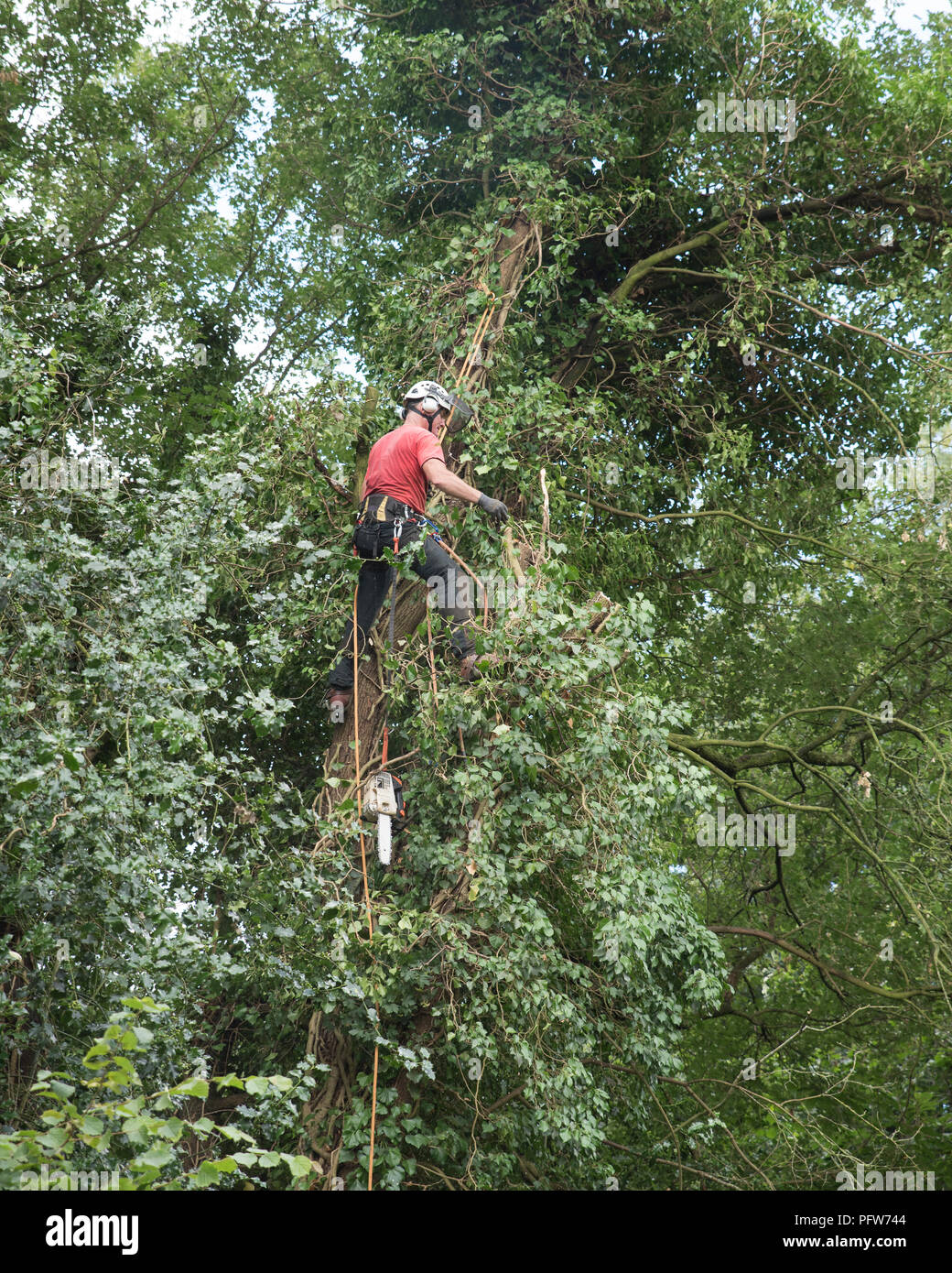Sawing branch standing hi-res stock photography and images - Alamy