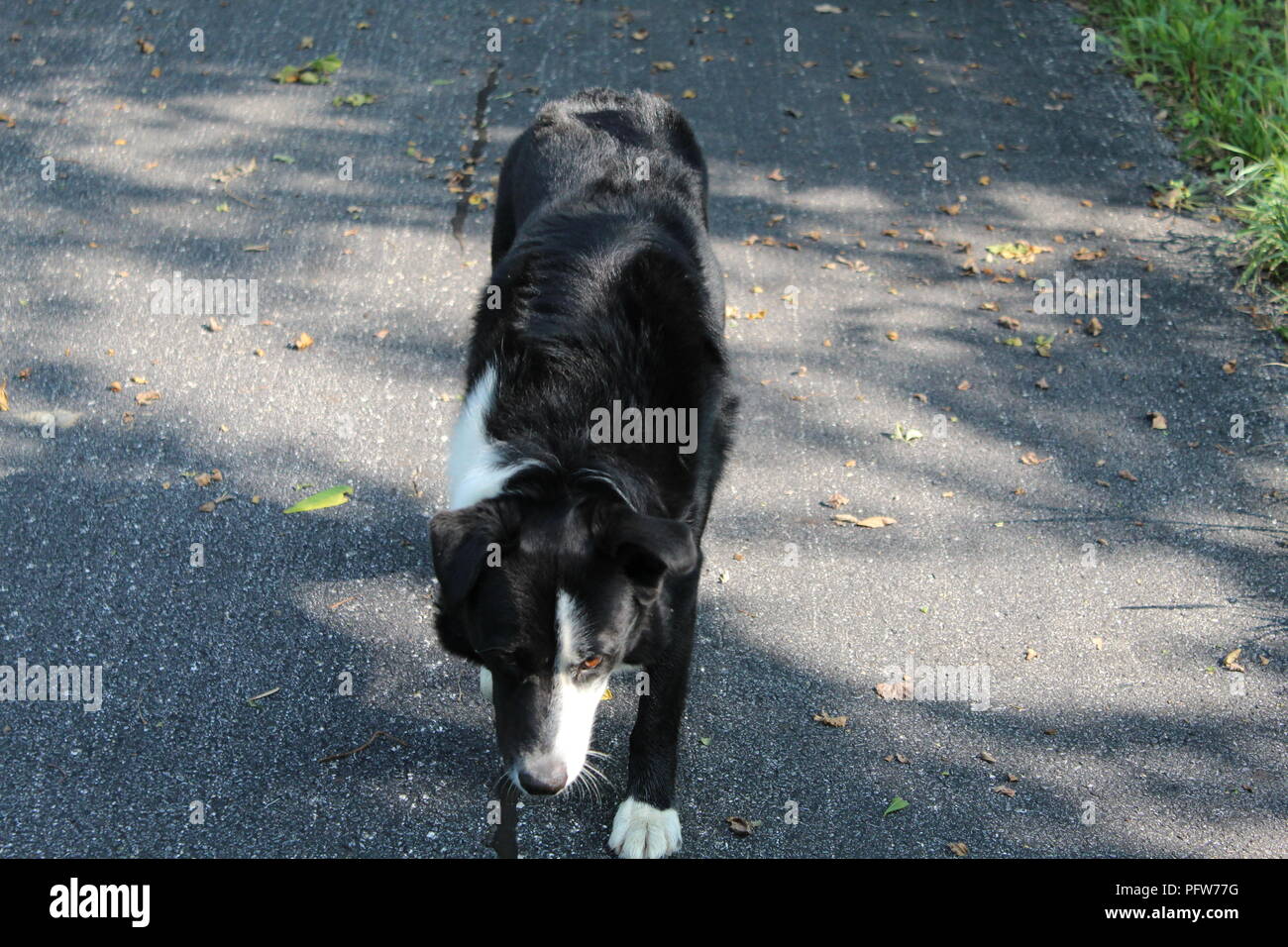 Border Collie focused and determined to work Stock Photo - Alamy