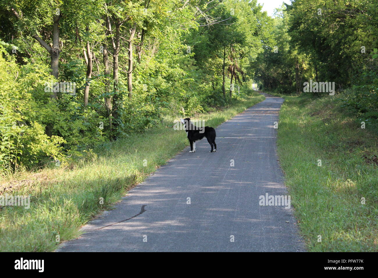 Determined animals hi-res stock photography and images - Alamy
