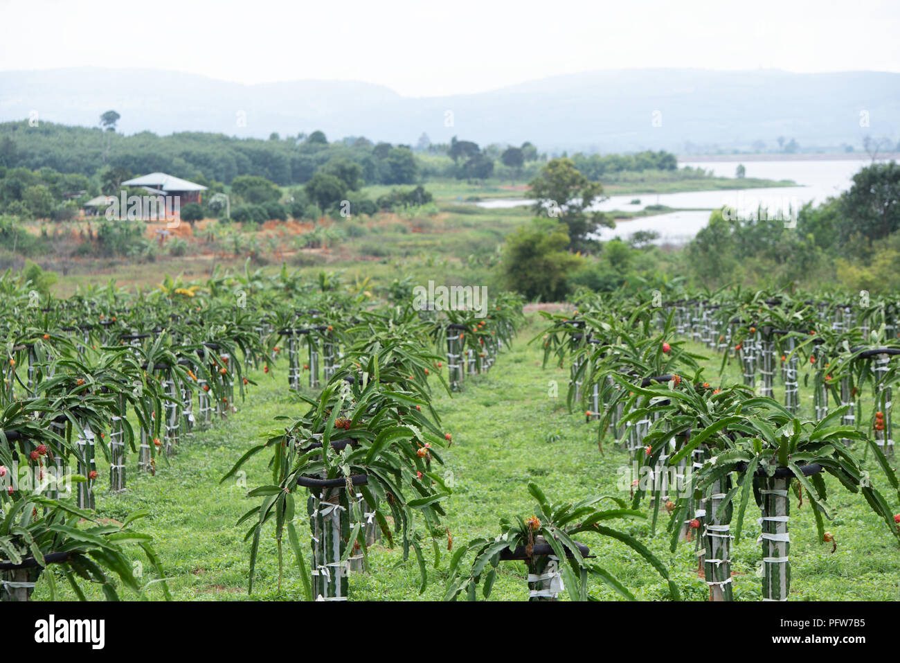 dragon fruit field, green farm of dragon fruit with Stock Photo - Alamy