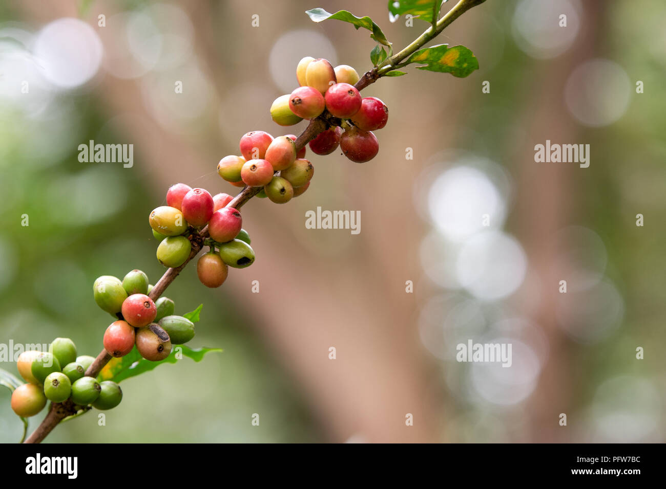green and red coffee bean on coffee tree Stock Photo - Alamy