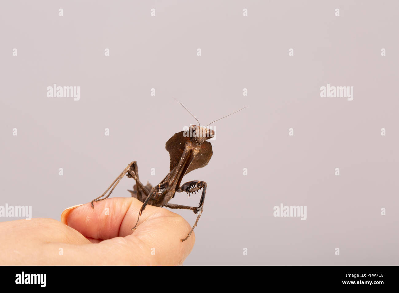 Hand mantis religiosa hi-res stock photography and images - Alamy