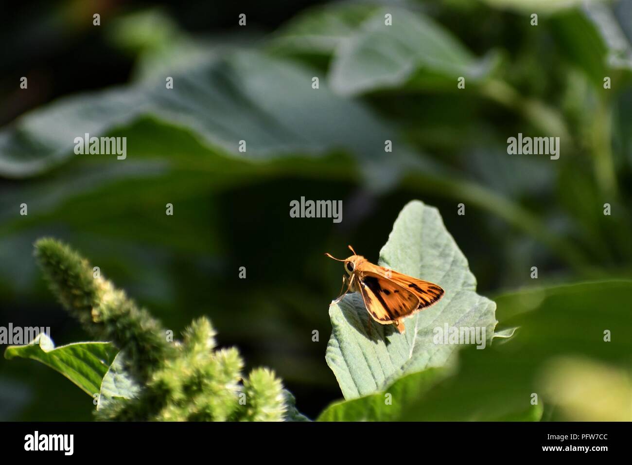 Filipino garden hi-res stock photography and images - Alamy