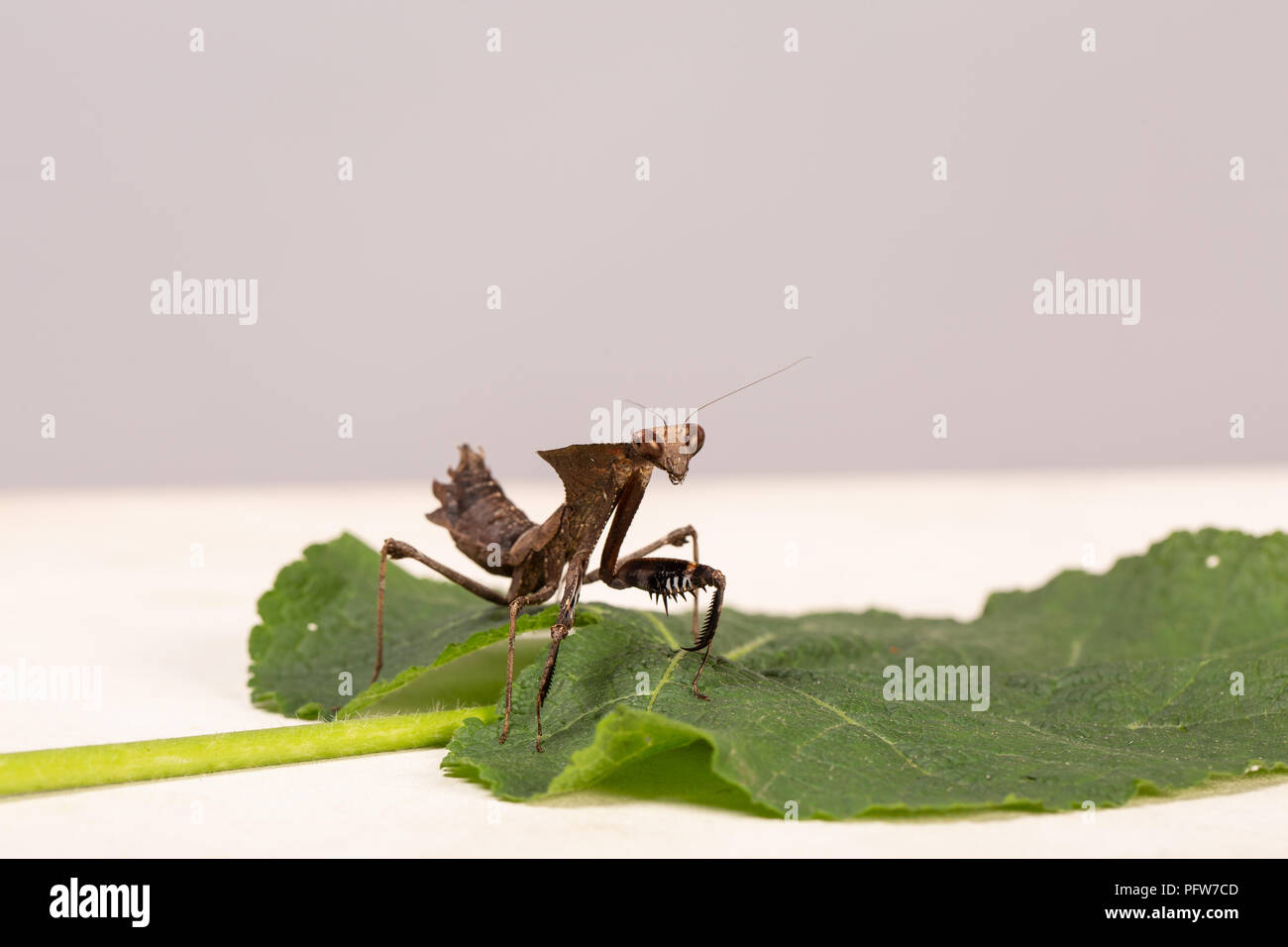brown praying mantis or mantid very close up Latin name mantis ...