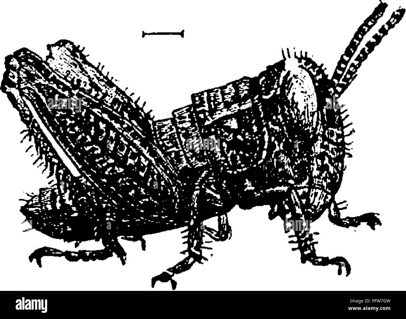 Illustration depicting the early developmental stages of an insect. The ...