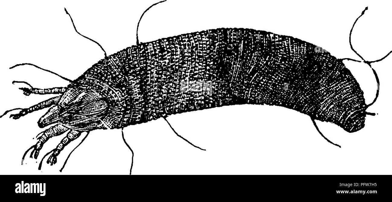 This manual offers guidance on insect identification and management ...