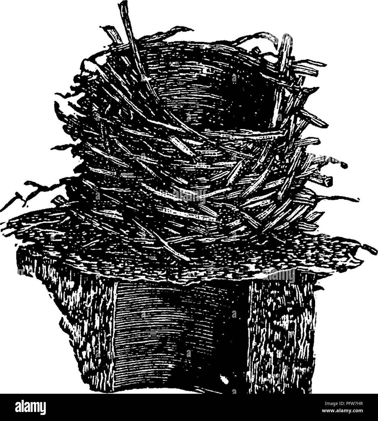 Three claw legs Black and White Stock Photos & Images - Alamy