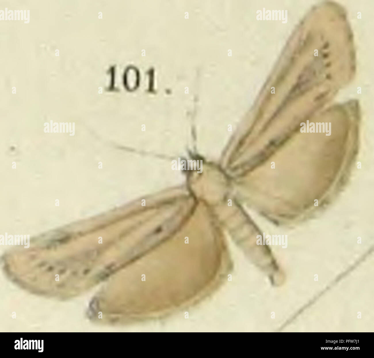 This work explores the Lepidoptera order, focusing on species from the ...
