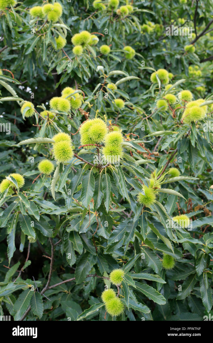 Sweet Chestnut Tree And Blossom High Resolution Stock Photography and ...