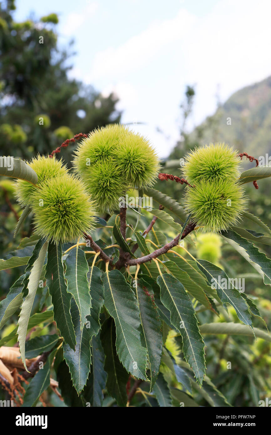 Sweet Chestnut Tree And Blossom High Resolution Stock Photography and ...