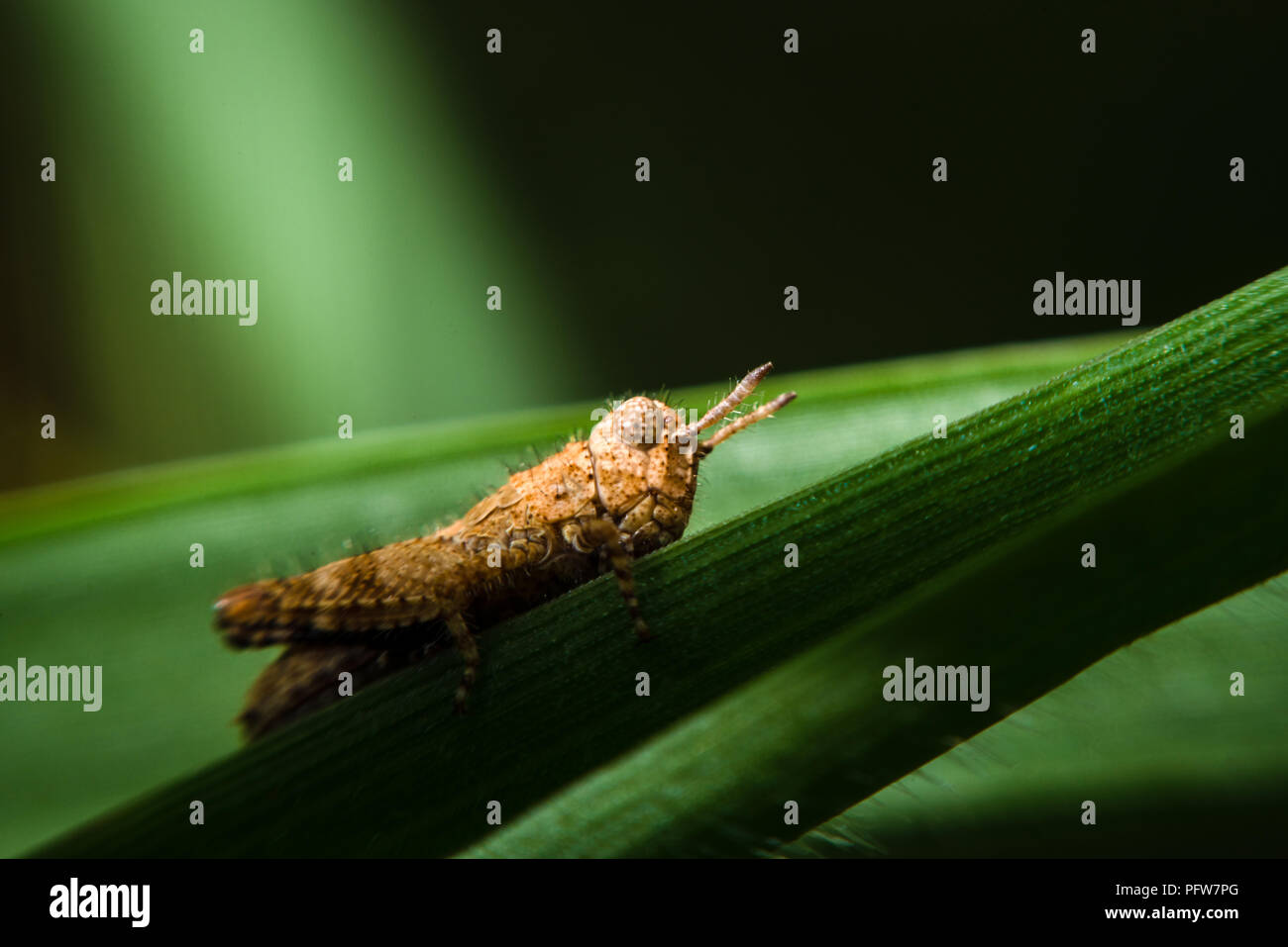 Black Grasshoppers On Grass High Resolution Stock Photography and ...