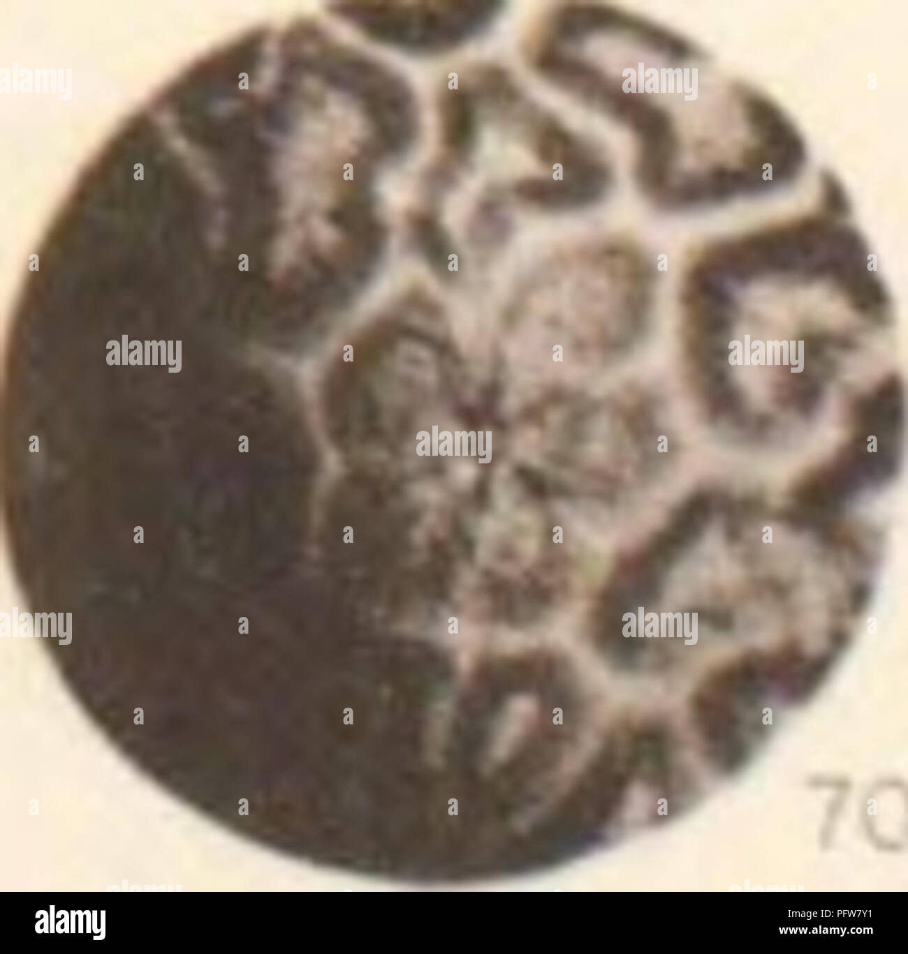 This work focuses on the biology of Eupithecia, a genus of geometer ...