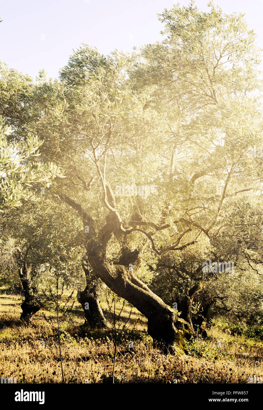 Olive trees garden leaves mediterranean hi-res stock photography and ...