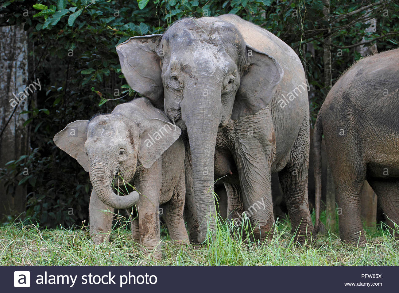 Borneo Pygmy Elephant Stock Photos & Borneo Pygmy Elephant Stock Images ...