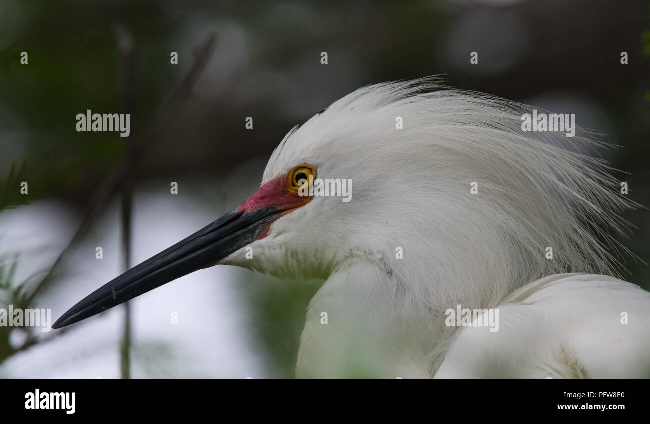 Egret breeding colors hi-res stock photography and images - Alamy