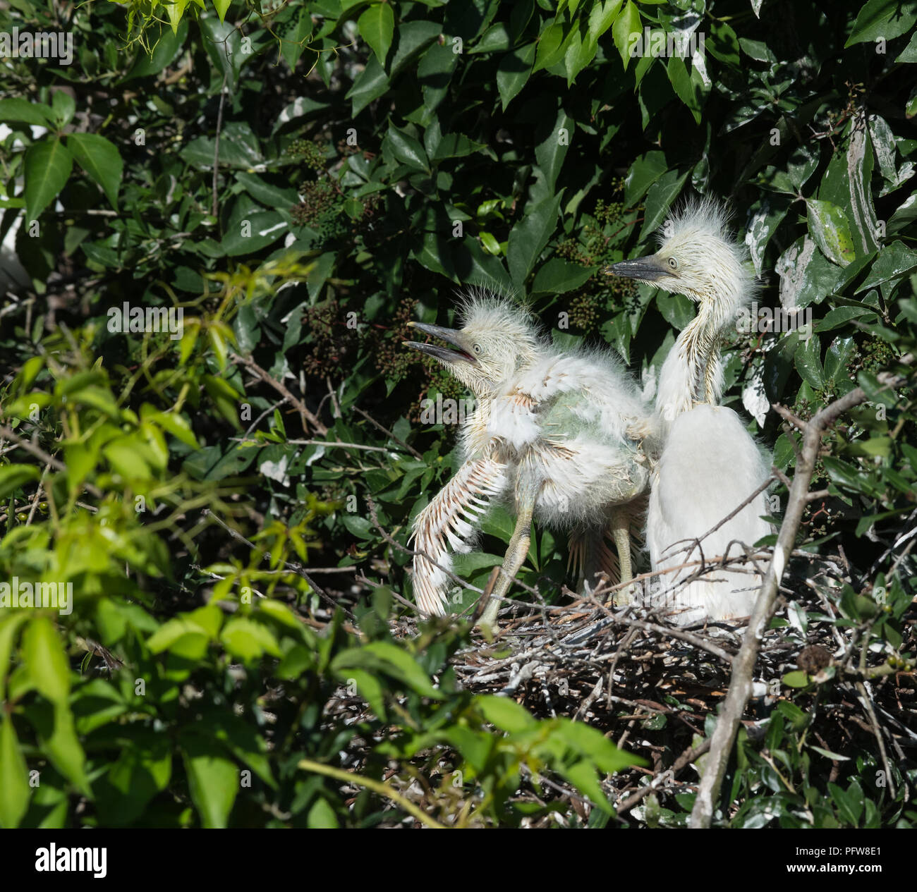 Young cattle egret hi-res stock photography and images - Alamy