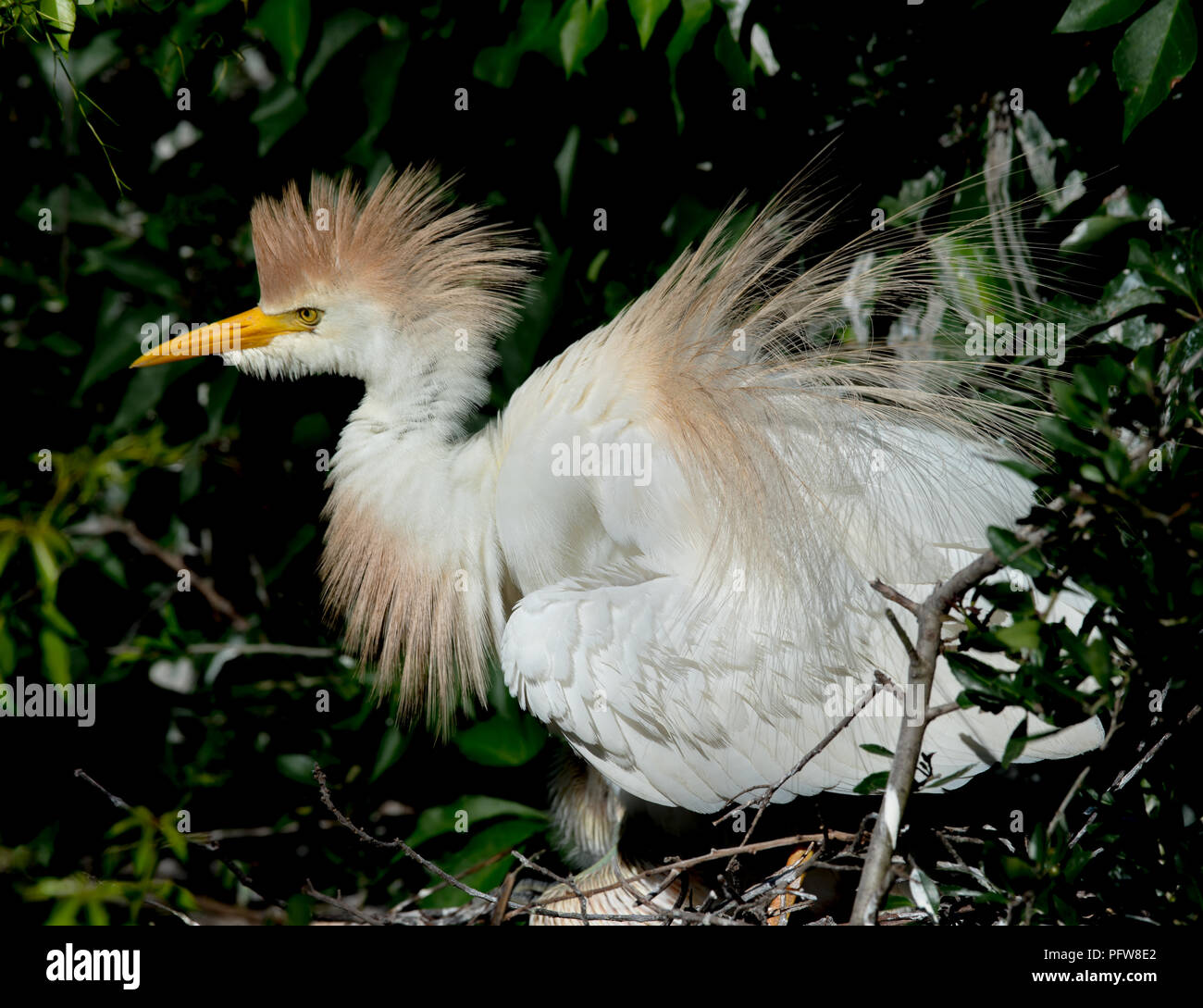 Cattle Egret Nesting High Resolution Stock Photography and Images - Alamy