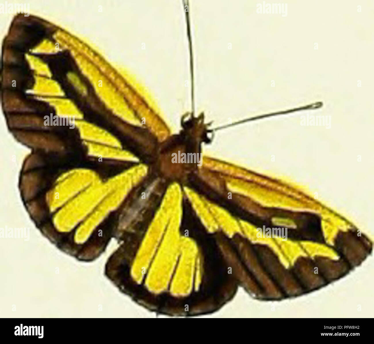 This book provides a comprehensive study of Indian insects, with over ...