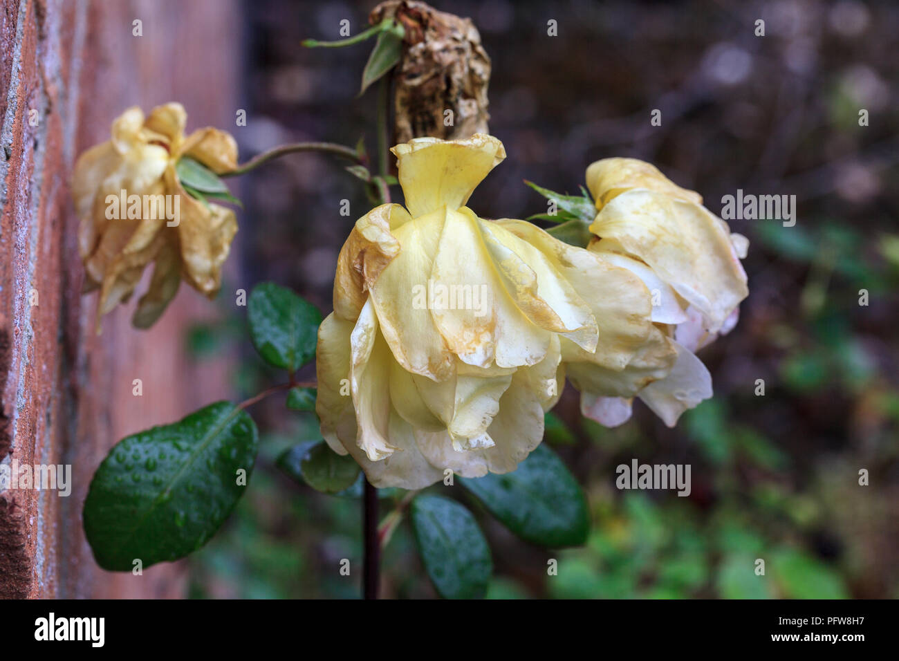 Pale yellow rose withering Stock Photo - Alamy