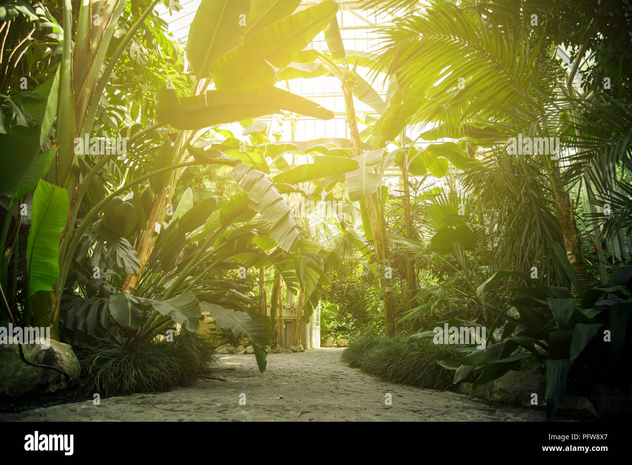 Palm tree path botanic hi-res stock photography and images - Alamy