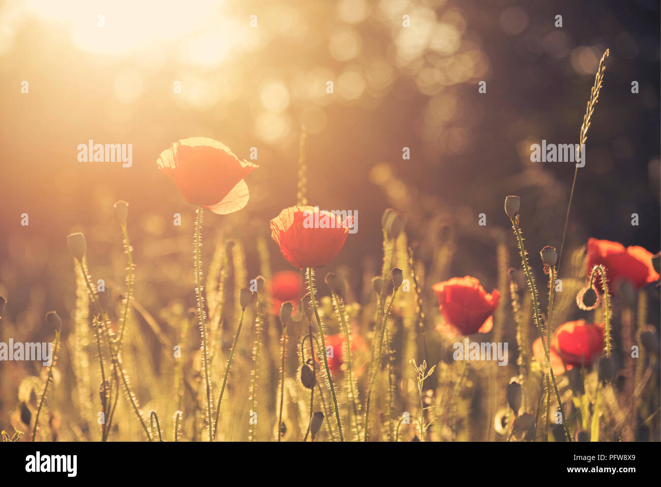 beautiful poppy field with sun rays. Retro style Stock Photo - Alamy