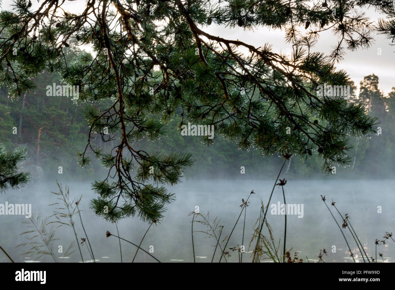 Swedish forest pine tree trees hi-res stock photography and images - Alamy